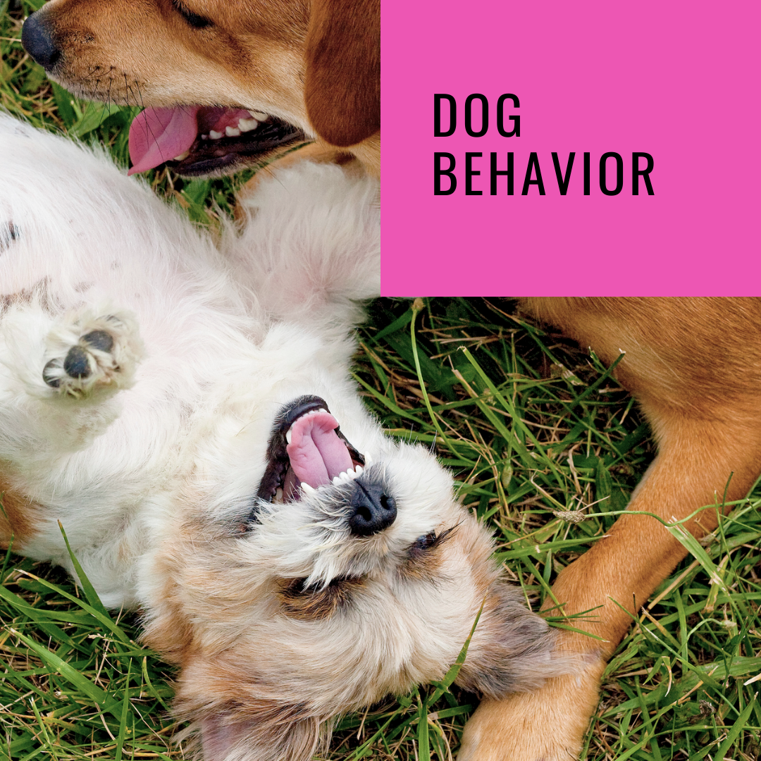 ONLINE 4 – Understanding Dog Behavior | DogStars Training Academy